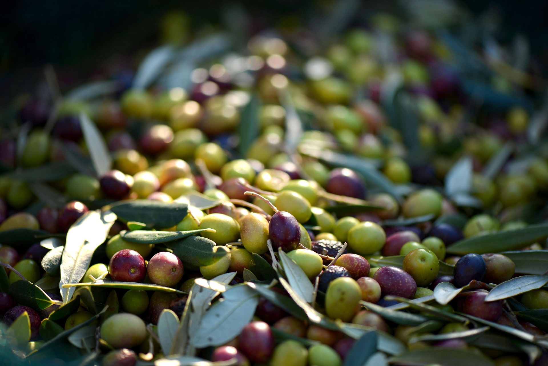Olives: Composition, Benefits, and Uses - Eat4Life